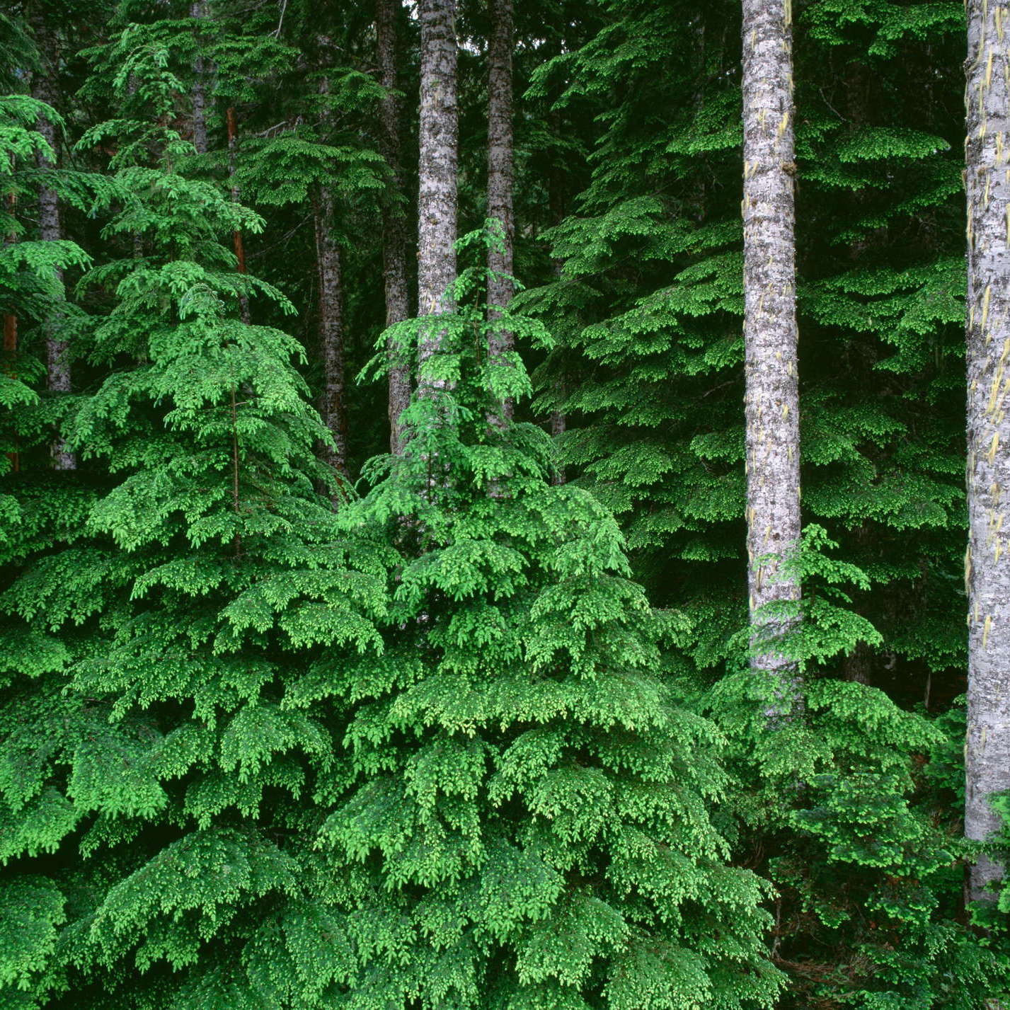 Hemlocktanne (Tsuga heterophylla) - Steinbach Baumschulen in Blaufelden