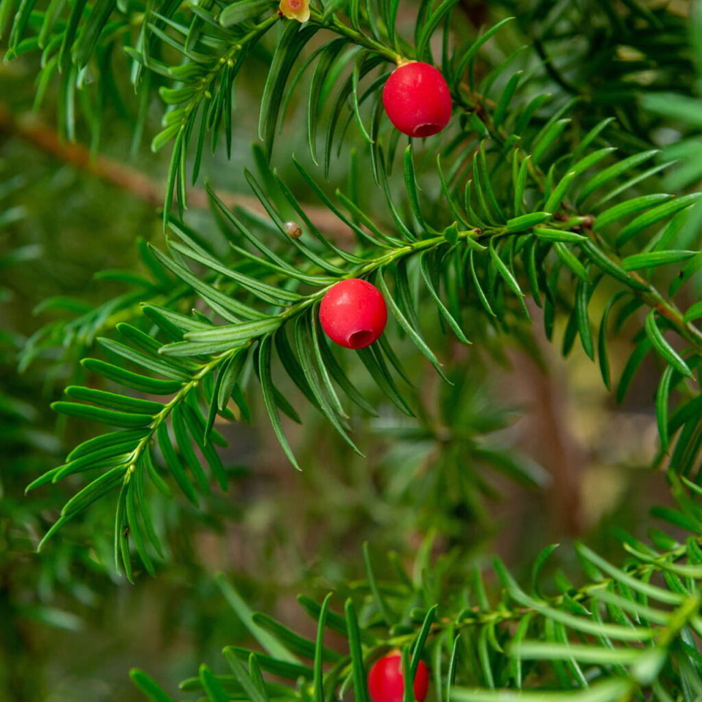 Gemeine Eibe (Taxus Baccata) - Steinbach Baumschulen in Blaufelden